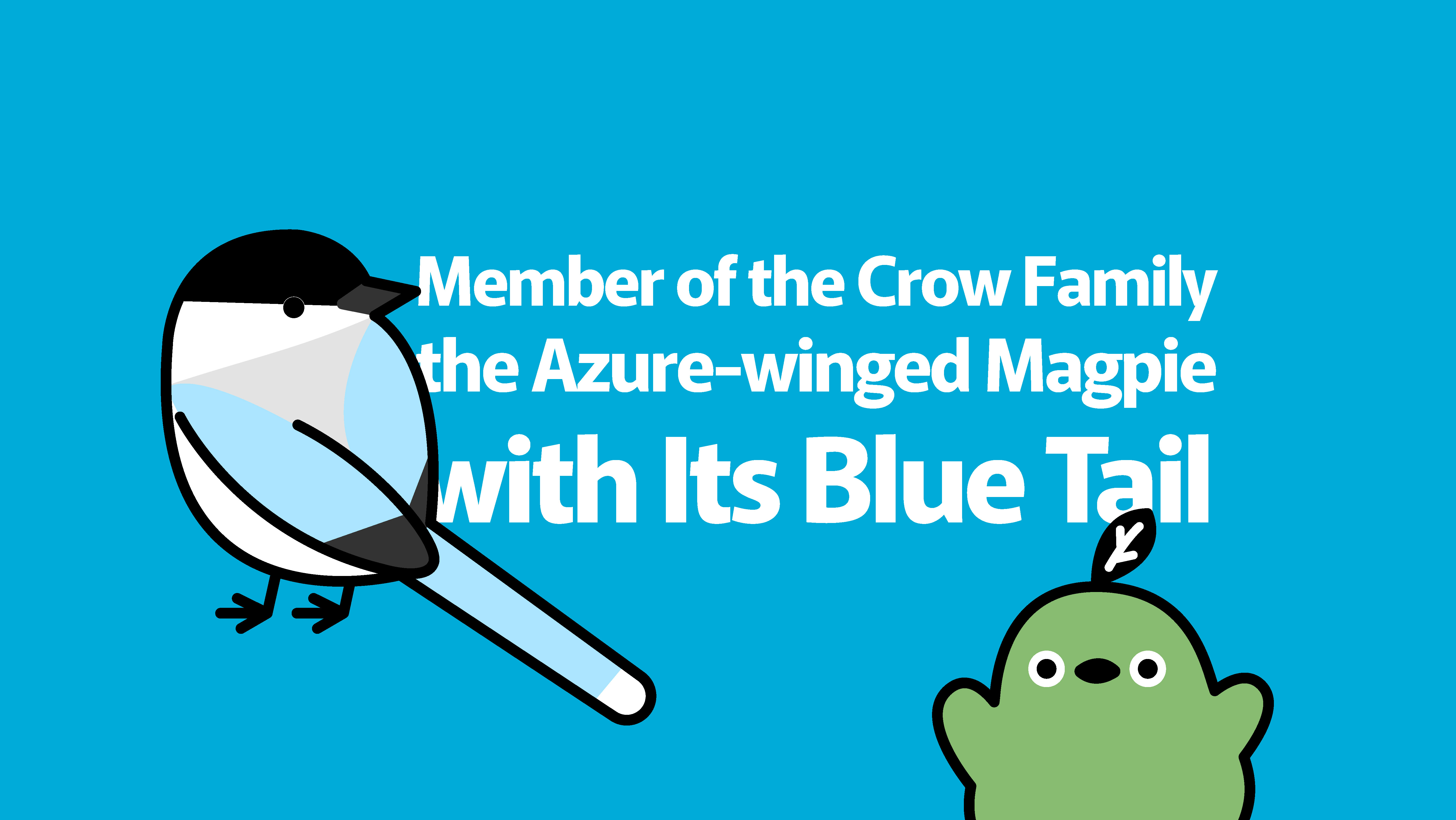 Member of the Crow Family, the Azure-winged Magpie with Its Blue Tail ...