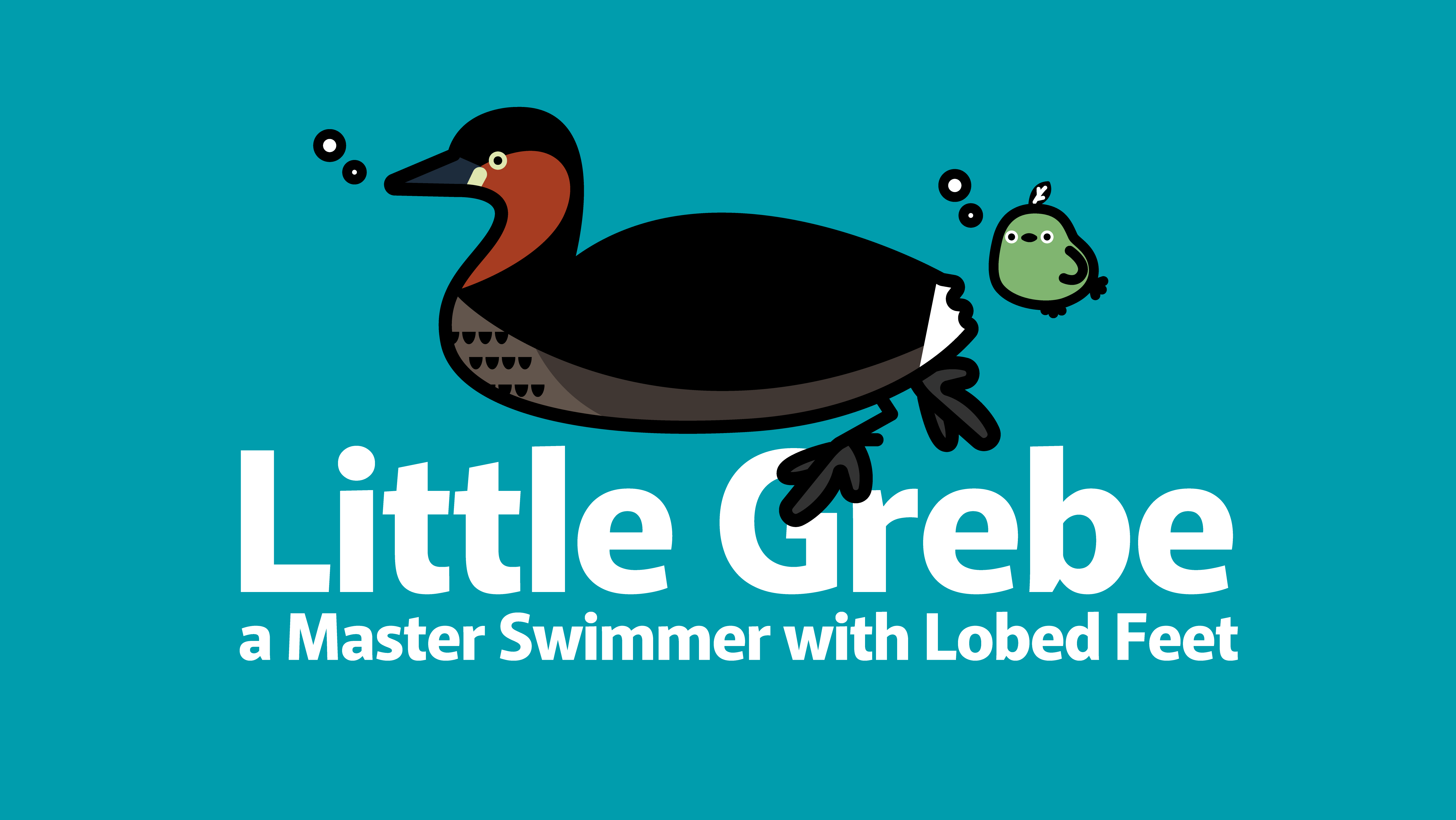 Little Grebe, a Master Swimmer with Lobed Feet - トリまめ | Torimame