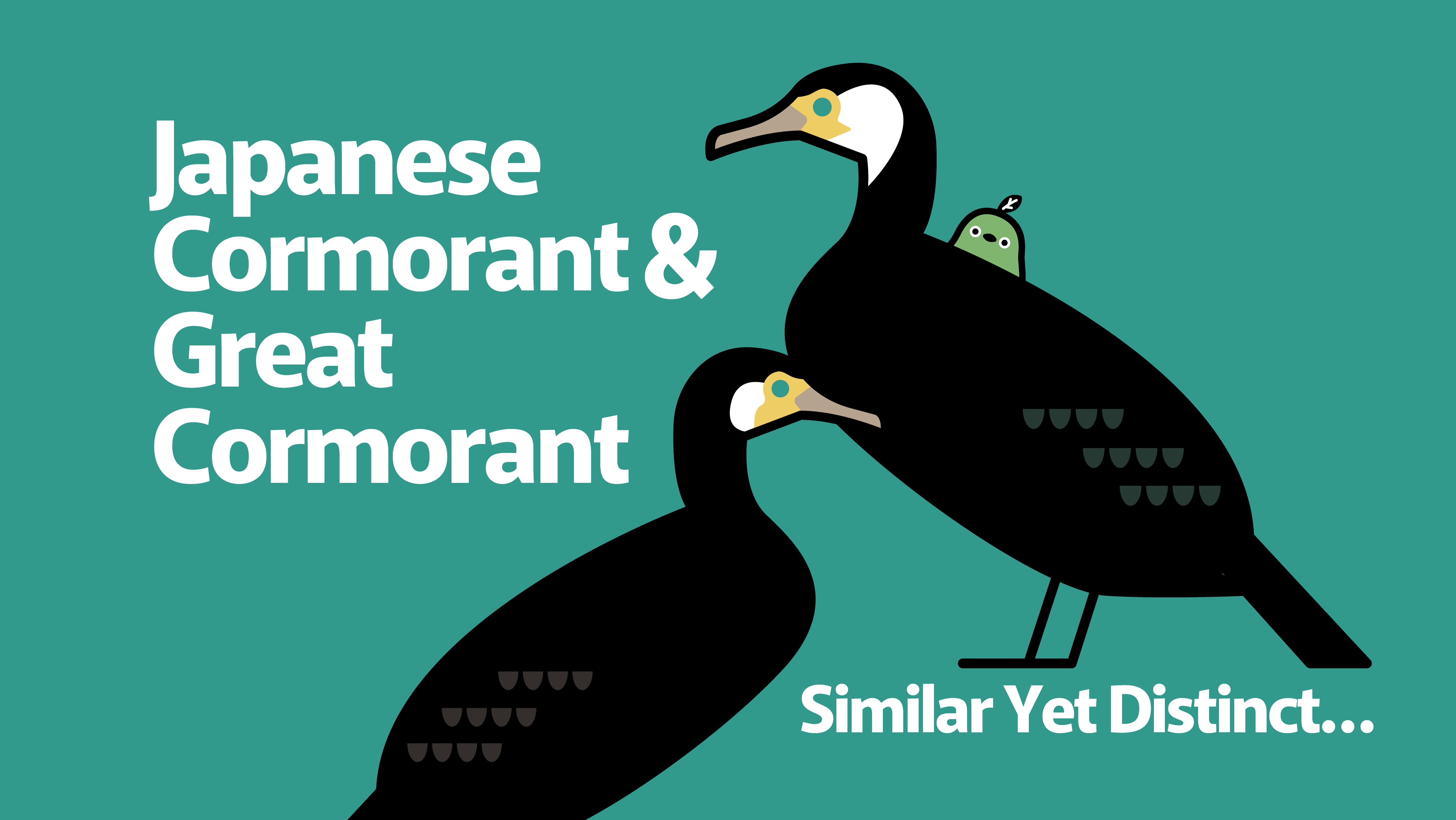Japanese Cormorant and Great Cormorant: Similar Yet Distinct... - トリまめ ...