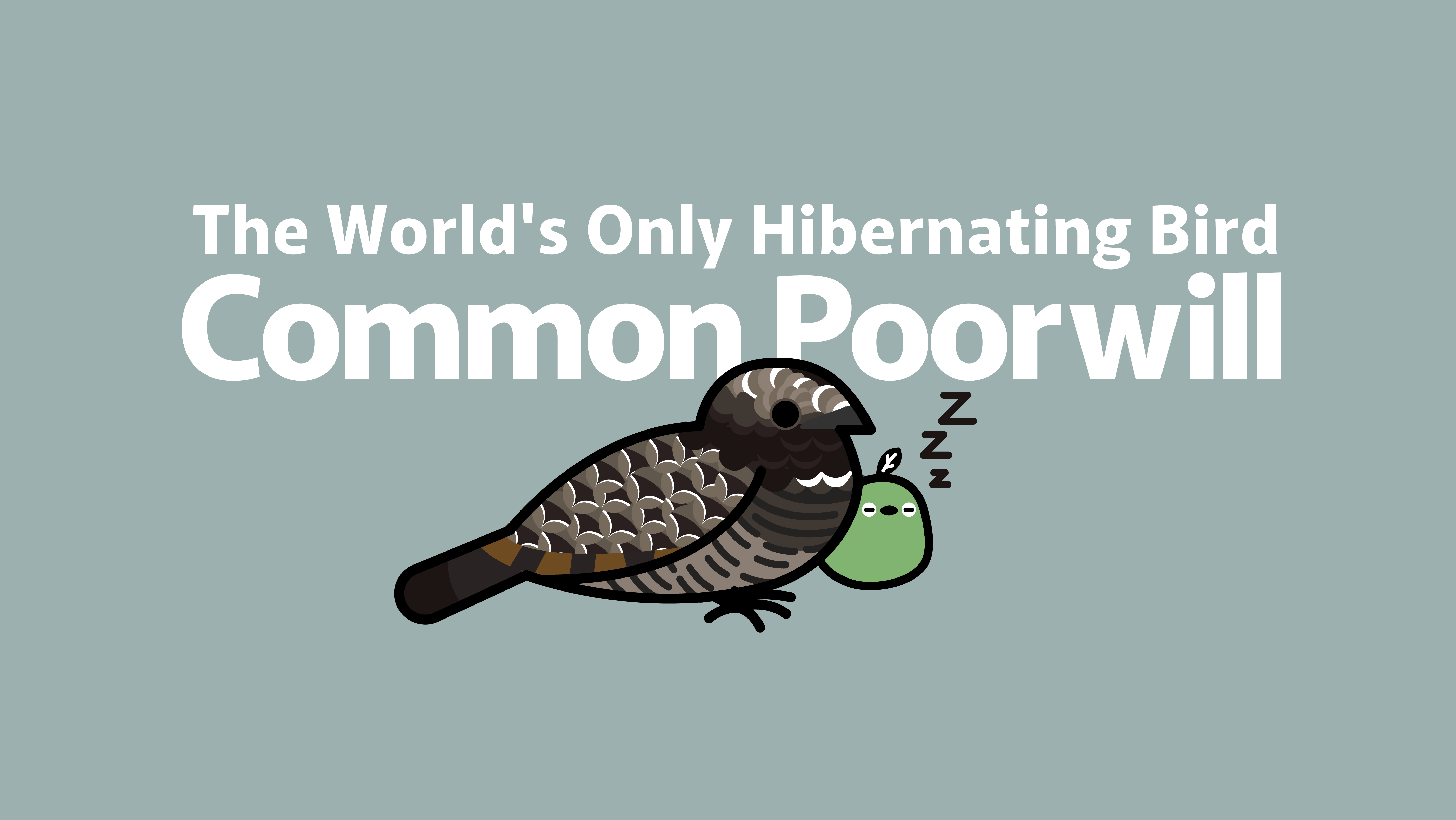 The Common Poorwill: The World's Only Hibernating Bird - トリまめ | Torimame