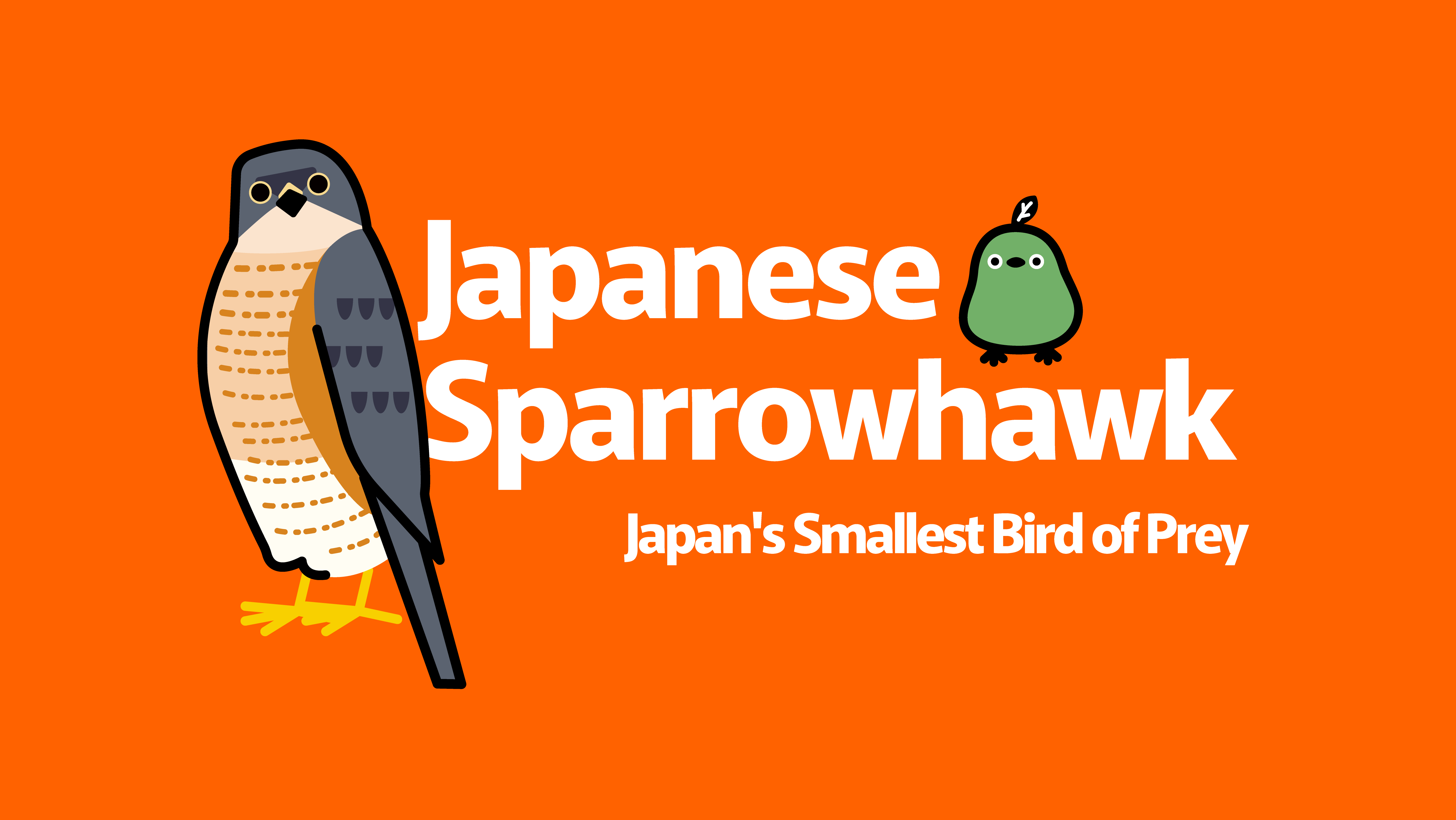 The Japanese Sparrowhawk: Japan's Smallest Bird of Prey - トリまめ | Torimame