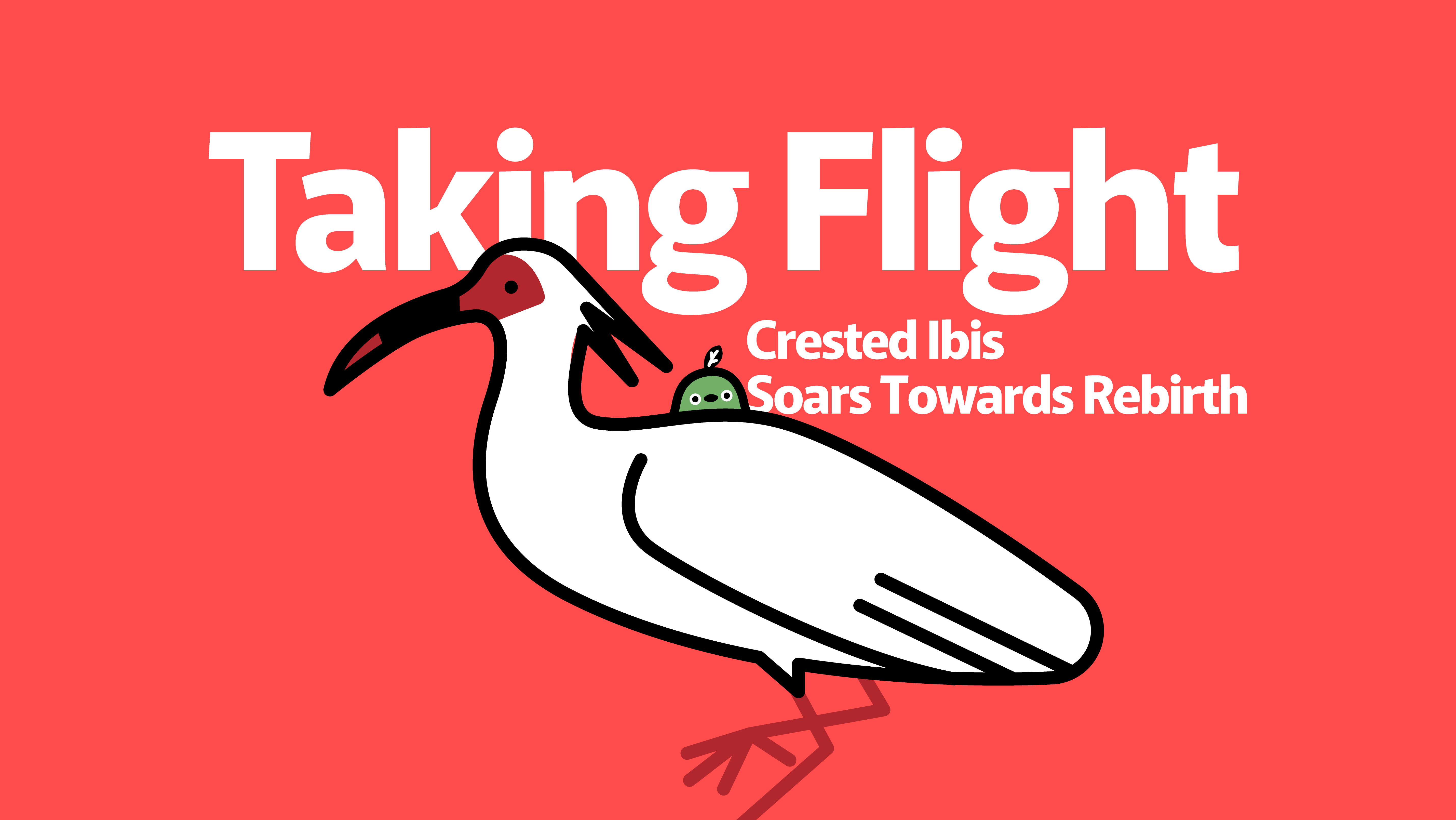 Taking Flight:The Crested Ibis Soars Towards Rebirth - トリまめ | Torimame