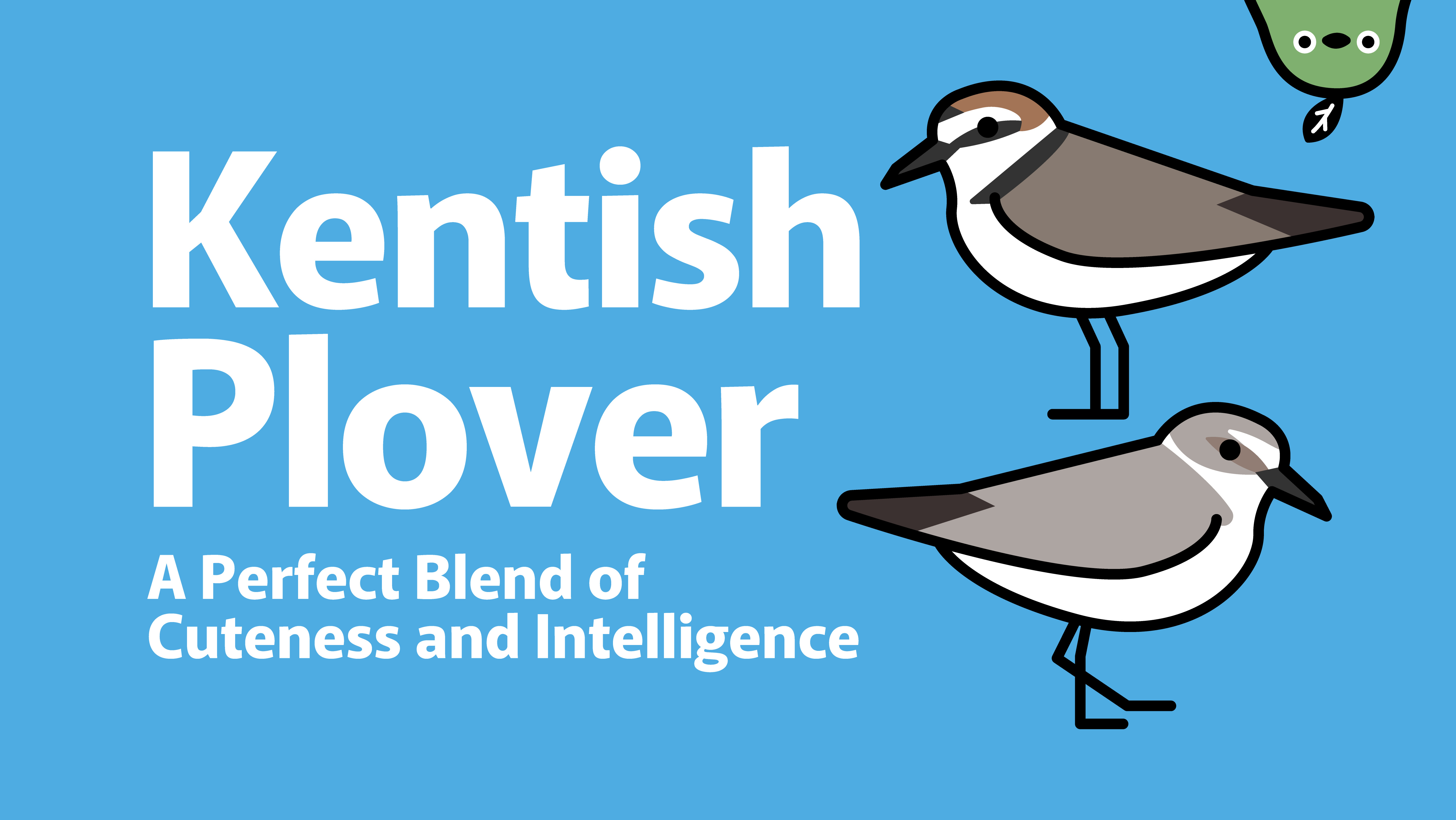 The Kentish Plover: A Perfect Blend of Cuteness and Intelligence - トリまめ ...