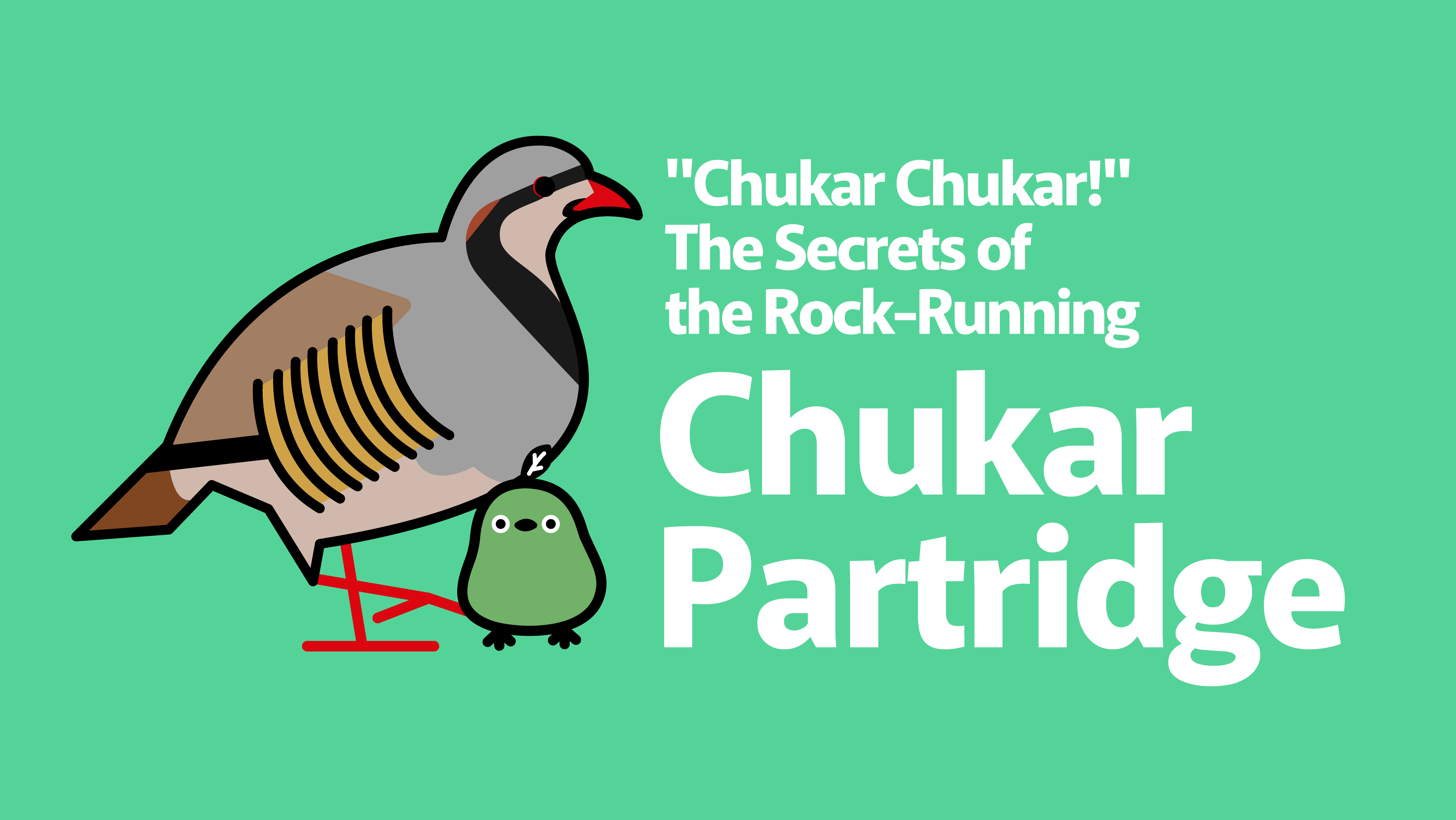 "Chukar Chukar!" The Secrets of the Rock-Running Chukar Partridge - トリ ...